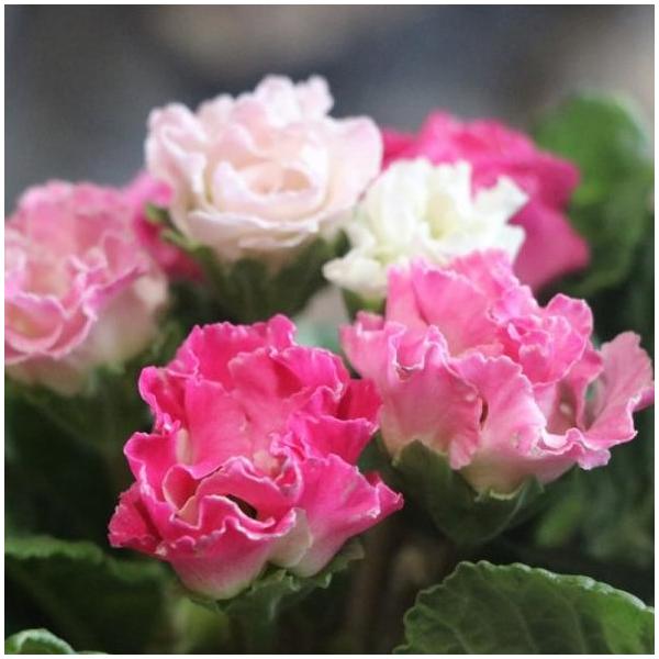 プレミアムバラ咲き プリムラジュリアン イチゴのミルフィーユ 3.5号ポット苗 寄せ植え 花壇豪華なバラ咲きジュリアンです。１株加えるだけで高級感ある寄せ植えに♪可愛らしいイチゴ色の花色の品種です。なんだか美味しそうなネーミングもベスト♪冬...