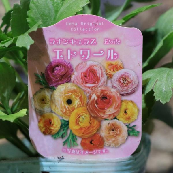 ラナンキュラス エトワール アソート 3.5号ポット苗 寄せ植え 花壇 鉢植え お洒落 おしゃれ 可愛い かわいい 豪華 冬の花 春の花 花 苗 初心者 希少紙を重ねたような豪華な八重咲きのお花が素敵なラナンキュラスです。「エトワール」は、...