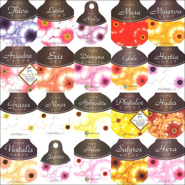 ラナンキュラス ラックス 4〜5号ポット苗 宿根草 球根 毎年咲く 春の花 冬の花 花 苗 初心者ラナンキュラス・ラックスは、異種間交配で生まれた新しいラナンキュラスです。今までのラナンキュラスとは違う光沢のある花びらが特徴的で、花弁が光る...