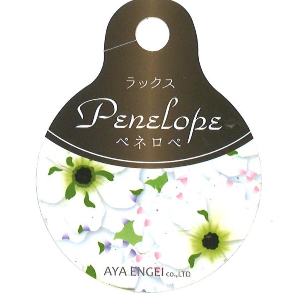 ラナンキュラス ラックス ペネロペ 4〜5号ポット苗 宿根草 球根 毎年咲く 春の花 冬の花 花 苗 初心者ラナンキュラス・ラックスは、異種間交配で生まれた新しいラナンキュラスです。今までのラナンキュラスとは違う光沢のある花びらが特徴的で、...