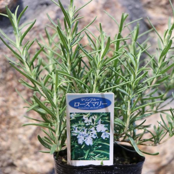立性 ローズマリー マリンブルー 3号ポット苗 ハーブ 寄せ植え 鉢植え 花壇 お洒落 おしゃれ 可愛い かわいい 香り 料理 春の花 秋の花 冬の花 花 苗 初心者ローズマリーは、葉に爽快で力強い香りのある常緑低木で、ハーブの定番です。い...
