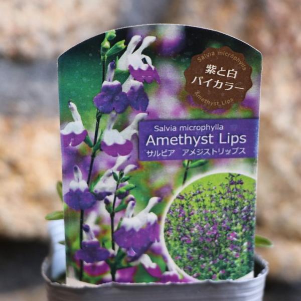 宿根サルビア アメジストリップス 3号ポット苗 チェリーセージ サルビア セージ 寄せ植え 鉢植え 花壇 地植え お洒落 オシャレ 可愛い カワイイ 夏の花 秋の花 花 ハーブ耐暑性に優れ、真夏でも次々に花を咲かせる宿根サルビア（チェリーセ...