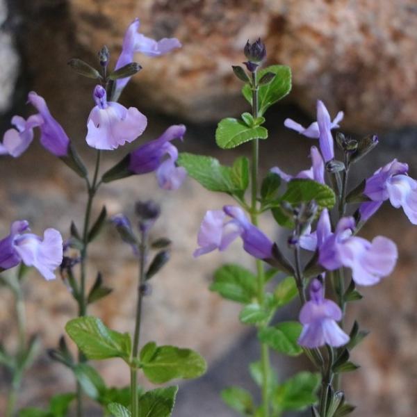 宿根サルビア ソークール ペールブルー 3号ポット苗 チェリーセージ サルビア セージ 寄せ植え 鉢植え 花壇 地植え お洒落 オシャレ 可愛い カワイイ 夏の花 秋の花 花 ハーブ耐暑性に優れ、真夏でも次々に花を咲かせる宿根サルビア（チェ...