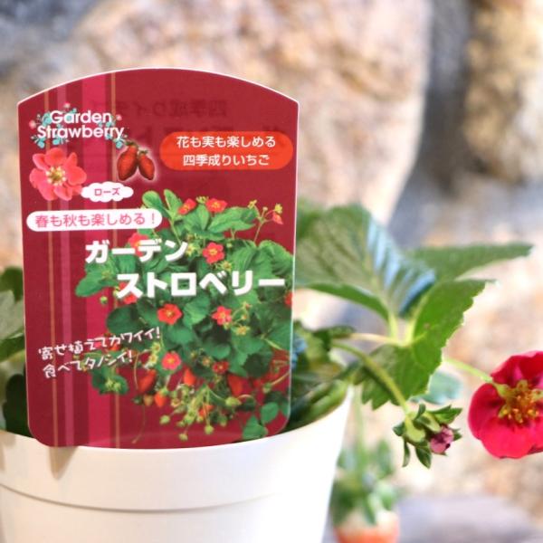 ガーデンストロベリー 3.5号鉢 四季なり イチゴ イチゴ苗 寄せ植え 花壇 鉢植え お洒落 オシャレ 可愛い 春の花 花 野菜 果物「ガーデンストロベリー」は、見て・食べて2倍楽しめる品種です。濃ローズ色の美しいお花がたくさん咲き、次々と...