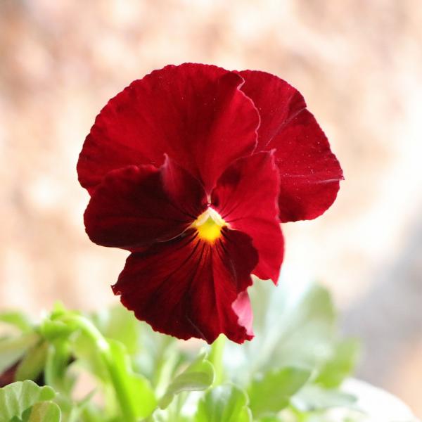 よく咲くスミレ クランベリー 3.5号ポット苗 パンジー ビオラ サカタのタネ 寄せ植え 鉢植え 花壇 お洒落 おしゃれ 可愛い かわいい 可憐 春の花 冬の花 花 苗 初心者パンジーの華やかさとビオラの強さ・多花性を併せ持った中小輪系「よ...