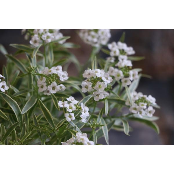 斑入りスーパーアリッサム フロスティーナイト 3.5号ポット苗 寄せ植え 花壇世界初の斑入りのスイートアリッサム！葉の縁に黄色の斑が入るこれまでにない品種です。栄養系スイートアリッサムで、開花期間も長く耐暑性もあります。※生き物につき、状態...