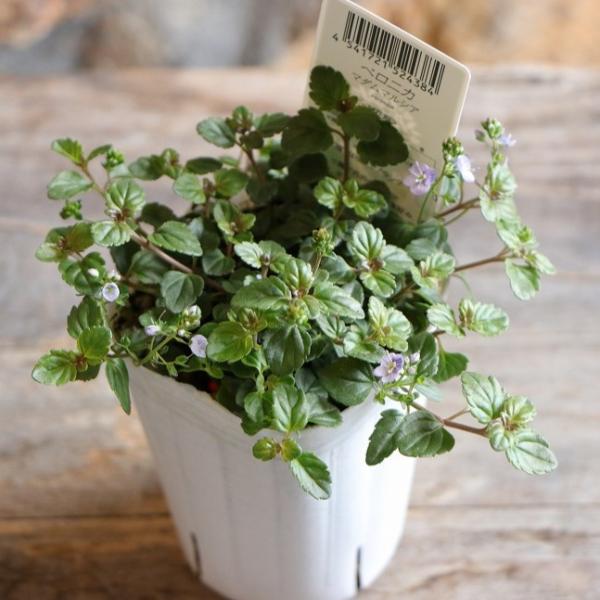 ベロニカ マダムマルシア 2.5〜3号ポット苗 寄せ植え 花壇 鉢植え お洒落 おしゃれ 可愛い かわいい 春の花 花 苗 初心者「マダムマルシア」は、涼しげで優しい淡いブルーにシャープなストライプが入るお花の、ほふく性のベロニカです。ふん...