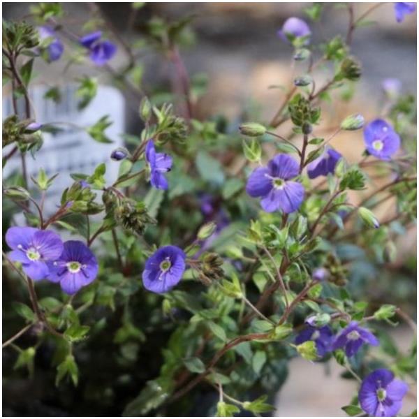 ベロニカ オックスフォードブルー 2.5〜3号ポット苗 カラーリーフ 寄せ植え 花壇匍匐性のベロニカで、開花期は春にブルーの花を咲かせます。ふんわりとクッション状に茂る草姿で、春には一面に花が咲きます。葉色はシックなブロンズ色を帯び、秋冬は...