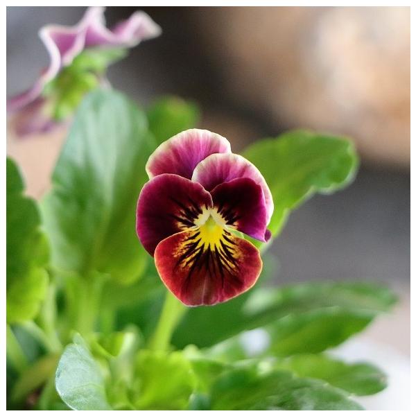 ビオラ あんみつ 3.5号ポット苗 大株 寄せ植え 鉢植え 花壇 お洒落 おしゃれ 可愛い かわいい 可憐 春の花 冬の花 花 苗 初心者定番人気のかわいいビオラです。パンジーと並んで冬〜春の花壇や寄せ植えを彩ってくれます♪チューリップやム...