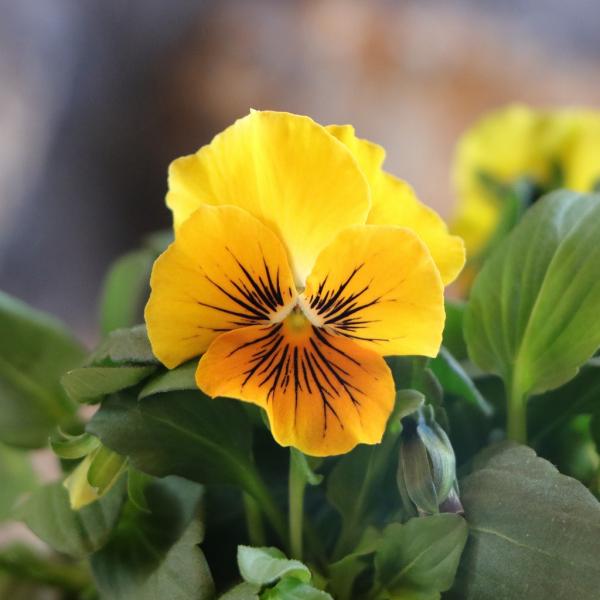 ビオラ タイガーアイ オレンジ 3〜3.5号ポット苗 寄せ植え 花壇 鉢植え お洒落 おしゃれ 可愛い かわいい 春の花 冬の花 花 苗 初心者明るいオレンジ色に黒のラインが入った虎のような個性的なビオラです♪まだまだ流通量の少ない希少な品...