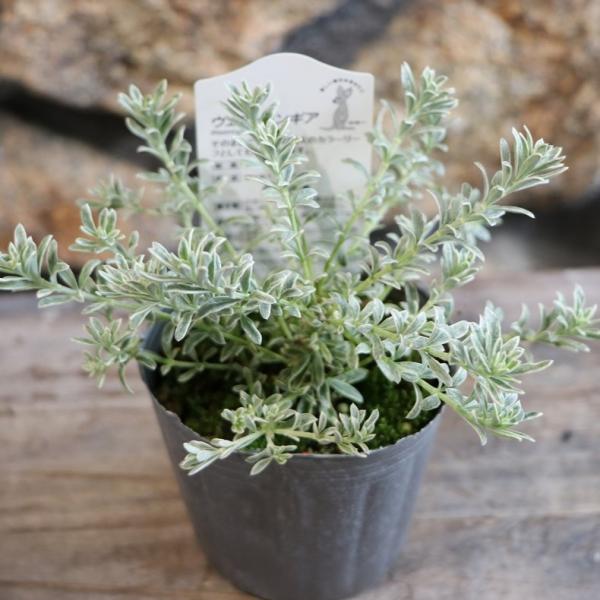 斑入り ウエストリンギア スモーキーホワイト 3号ポット苗 オーストラリアンローズマリー 寄せ植え 鉢植え 花壇 お洒落 可愛い 夏の花 秋の花 花 苗 初心者 カラーリーフウエストリンギアは、葉やお花の形がローズマリーに似ているためオース...