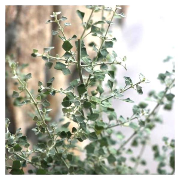 ラゴディア ホワイトソルトブッシュ 3〜3.5号ポット苗 カラーリーフ 寄せ植え 花壇ホワイトソルトブッシュは年間を通してシルバーがかった葉が美しい常緑性のカラーリーフプランツです。また、冬は白い葉と赤い葉のコントラストが美しいです。耐寒性...