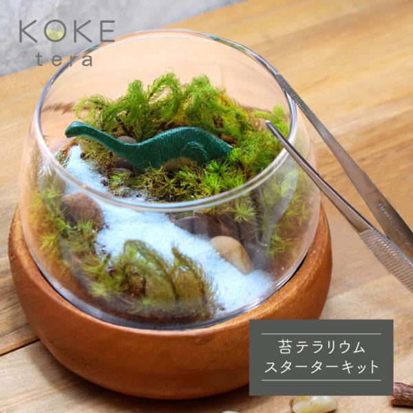 【発売日：2022年05月29日】苔テラリウム（コケリウム）キット 初心者でも簡単作り方説明書付き○キット内容ガラス容器、木製容器、苔 2種類（時期によってはその時期に育てやすい苔を封入する場合がございます。）、フィギュア、小石＆小枝、赤玉...