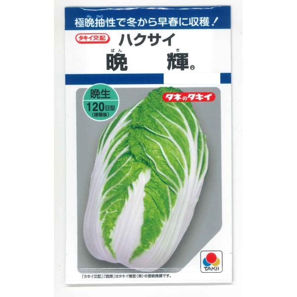 1割引き！　野菜種　白菜　晩輝玉は尻張り・胴張りのよい円筒形で、球頭は軽く包被する種・苗・農業資材品揃え豊富！農家さん御用達のお店　グリーンロフトネモト