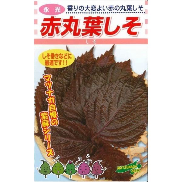 赤丸葉しそ香りの大変よい赤の丸葉しそです！グリーンロフトネモト