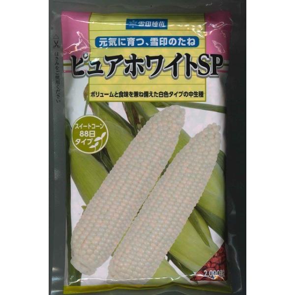 野菜種  とうもろこし　ピュアホワイトSPボリュームと食味を兼ね備えた白色タイプの中生種種・苗・農業資材品揃え豊富！農家さん御用達のお店　グリーンロフトネモト