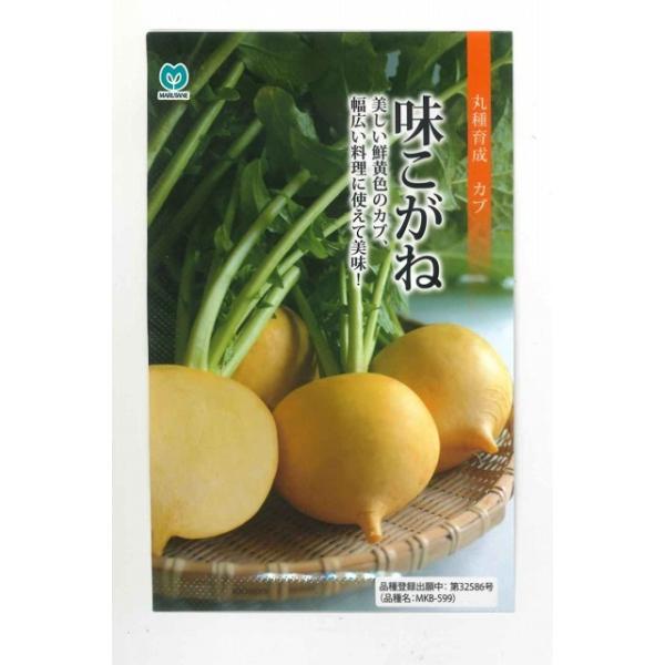 野菜種　かぶ　味こがね　　美しい鮮黄色のカブ、幅広い料理に使えて美味！種・苗・農業資材品揃え豊富！農家さん御用達のお店　グリーンロフトネモト