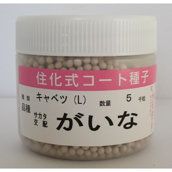 キャベツ  がいな サカタ交配温度上昇期に形状が安定し、肥大性に優れる中早生平玉キャベツ