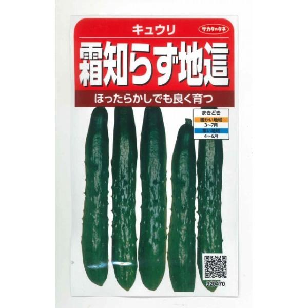 野菜種　キュウリ　　霜知らず地這　支柱立てのいらない、地這づくり用の品種です。種・苗・農業資材品揃え豊富！農家さん御用達のお店　グリーンロフトネモト
