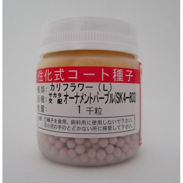 カリフラワー　オーナメントパープル　鮮やかな紫色の花蕾が収穫できる！適応性が高く栽培しやすい早生品種種・苗・農業資材品揃え豊富！農家さん御用達のお店　グリーンロフトネモト