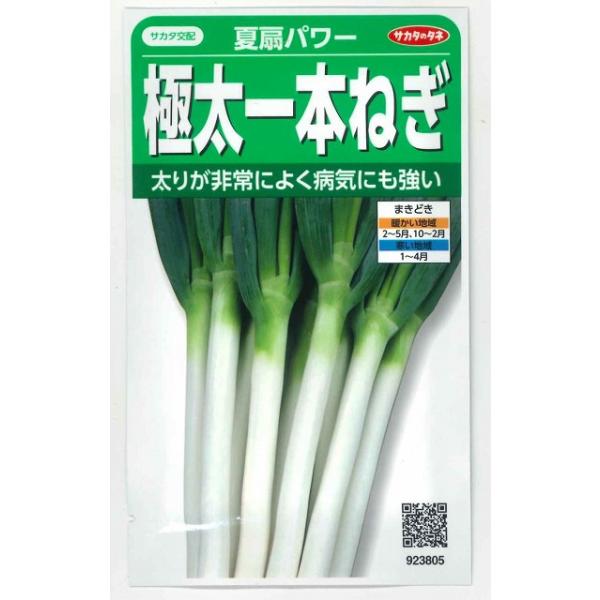野菜種　ねぎ　夏扇パワー　夏扇４号よりも太りにすぐれますが、首部のしまりは従来の夏扇系品種よりも緩めになります種・苗・農業資材品揃え豊富！農家さん御用達のお店　グリーンロフトネモト