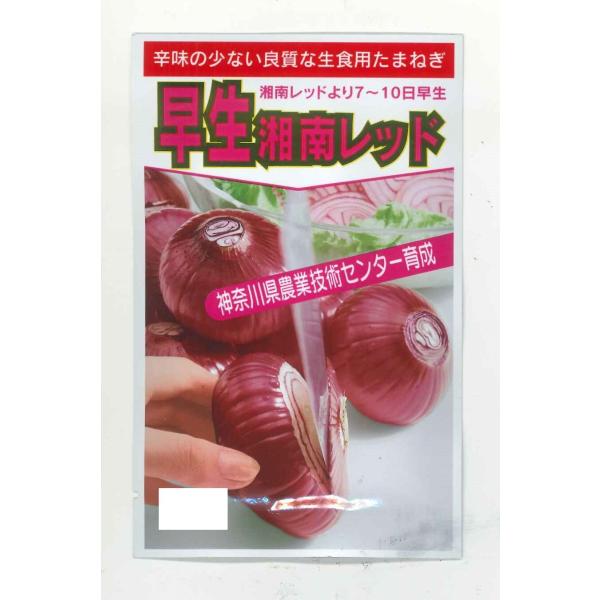 野菜種　たまねぎ  早生湘南レッド　辛味の少ない良質な生食用たまねぎ種・苗・農業資材品揃え豊富！農家さん御用達のお店　グリーンロフトネモト