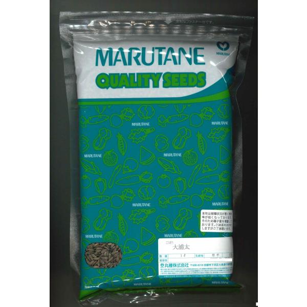 野菜種　牛蒡　大浦太香り・風味は抜群です！種・苗・農業資材品揃え豊富！農家さん御用達のお店　グリーンロフトネモト