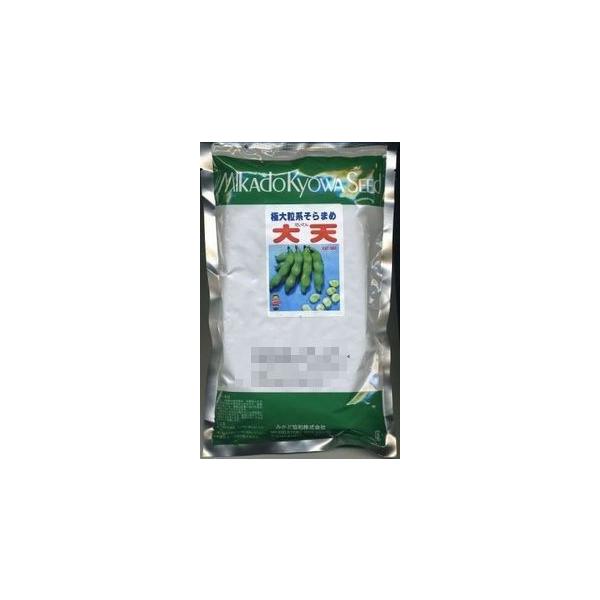 野菜種　そら豆　大天粒の揃いが良いです。種・苗・農業資材品揃え豊富！農家さん御用達のお店　グリーンロフトネモト