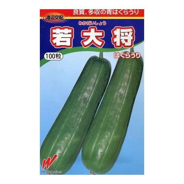 野菜種　青はぐらうり　若大将収穫適期は果長25cm、果重500g程度です。種・苗・農業資材品揃え豊富！農家さん御用達のお店　グリーンロフトネモト