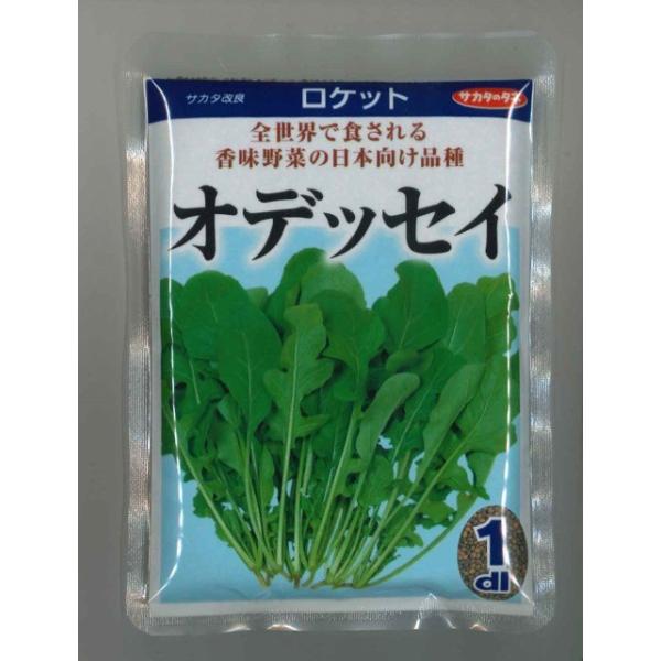 野菜種   ルッコラ　オデッセイ