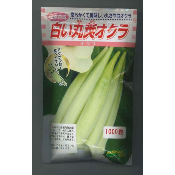 オクラ　白い丸莢オクラ　　松永育成種・苗・農業資材品揃え豊富！農家さん御用達のお店　グリーンロフトネモト