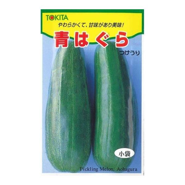 野菜種　ウリ類　青はぐら一夜漬けや浅漬けに適しています。種・苗・農業資材品揃え豊富！農家さん御用達のお店　グリーンロフトネモト