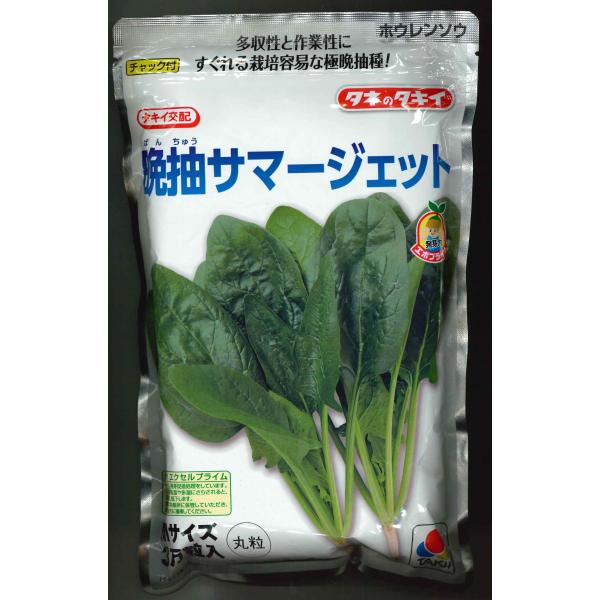 ほうれんそう 晩抽サマージェット　タキイ種苗（株）多収性と作業性にすぐれる栽培容易な極晩抽種！