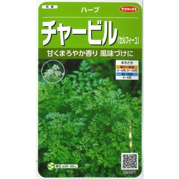ハーブの種　チャービル（セルフィーユ）　甘くまろやか香　ふうみづけに種・苗・農業資材品揃え豊富！農家さん御用達のお店　グリーンロフトネモト