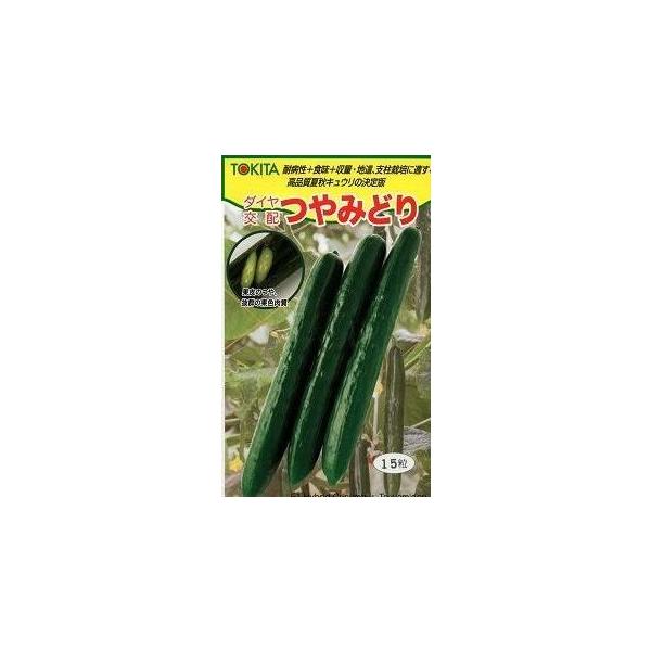 野菜種　きゅうり　つやみどり　高温乾燥、日照不足や過湿等の悪条件に対して強いです種・苗・農業資材品揃え豊富！農家さん御用達のお店　グリーンロフトネモト