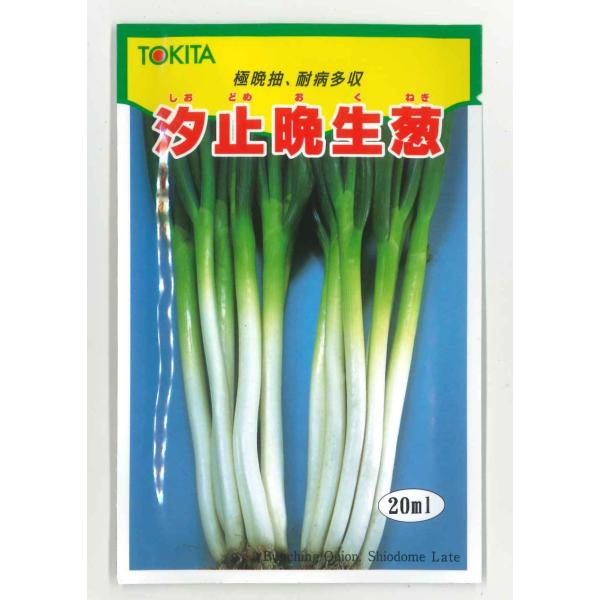 野菜種　ねぎ　汐止晩生葱ネギの端境期の4月下旬〜5月上旬頃の収穫ができます。種・苗・農業資材品揃え豊富！農家さん御用達のお店　グリーンロフトネモト