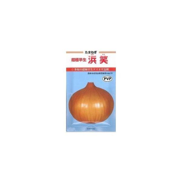 野菜種　たまねぎ  超極早生  浜笑草姿はやや立性、短葉でコンパクトながら、生育は旺盛です。種・苗・農業資材品揃え豊富！農家さん御用達のお店　グリーンロフトネモト