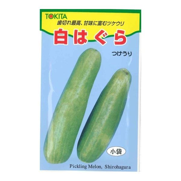 野菜種　ウリ類　白はぐら一夜漬けに最高！！種・苗・農業資材品揃え豊富！農家さん御用達のお店　グリーンロフトネモト
