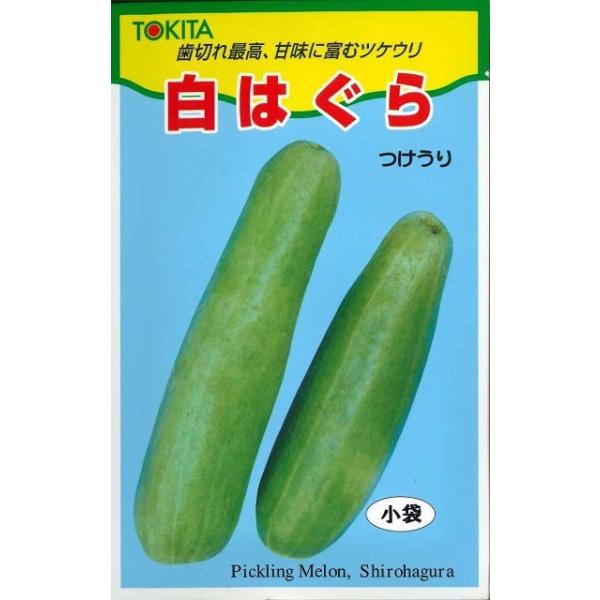 野菜種　ウリ類　白はぐら一夜漬けに最高！！種・苗・農業資材品揃え豊富！農家さん御用達のお店　グリーンロフトネモト