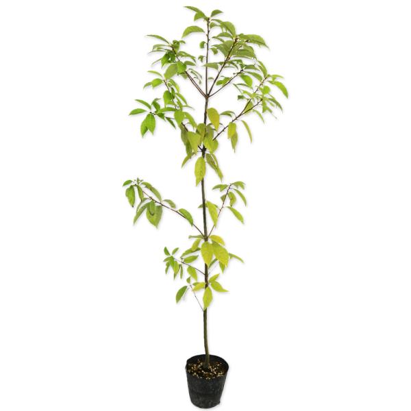 【アラカシ】（粗樫） 読み：あらかし 学名：Quercus glauca ブナ科コナラ属 常緑高木 別名：マルバガシ、ナラバガシ、クロガシ、ボウガシ  【名前の由来】 葉や枝振りが粗っぽいことから。  【商品情報】 綺麗な緑が特徴で生垣によ...