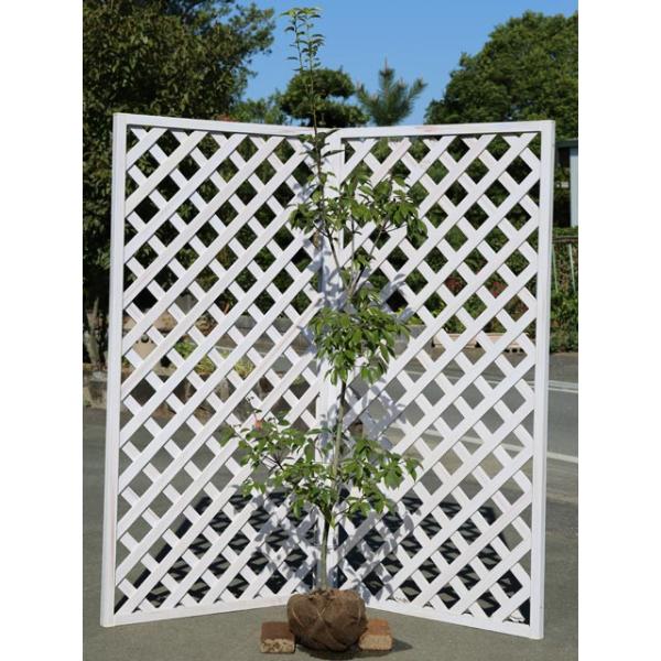 【アラカシ】（粗樫） 読み：あらかし 学名：Quercus glauca ブナ科コナラ属 常緑高木 別名：マルバガシ、ナラバガシ、クロガシ、ボウガシ  【名前の由来】 葉や枝振りが粗っぽいことから。  【商品情報】 綺麗な緑が特徴で生垣によ...