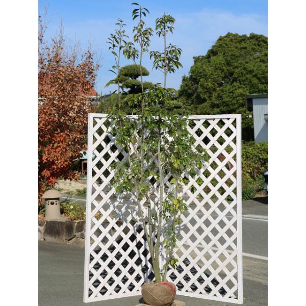 【アラカシ】（粗樫） 読み：あらかし 学名：Quercus glauca ブナ科コナラ属 常緑高木 別名：マルバガシ、ナラバガシ、クロガシ、ボウガシ  【名前の由来】 葉や枝振りが粗っぽいことから。  【商品情報】 綺麗な緑が特徴で生垣によ...