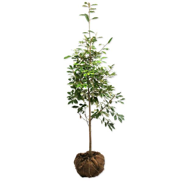 【イチイガシ】（一位樫） 読み：いちいがし 学名：Quercus gilva ブナ科コナラ属 常緑高木 別名：イチガシ  【名前の由来】 カシの木の中でも樹高が一番高くなるから。  【商品情報】 イチイガシはカシ類の中でも特徴ある少し変わっ...