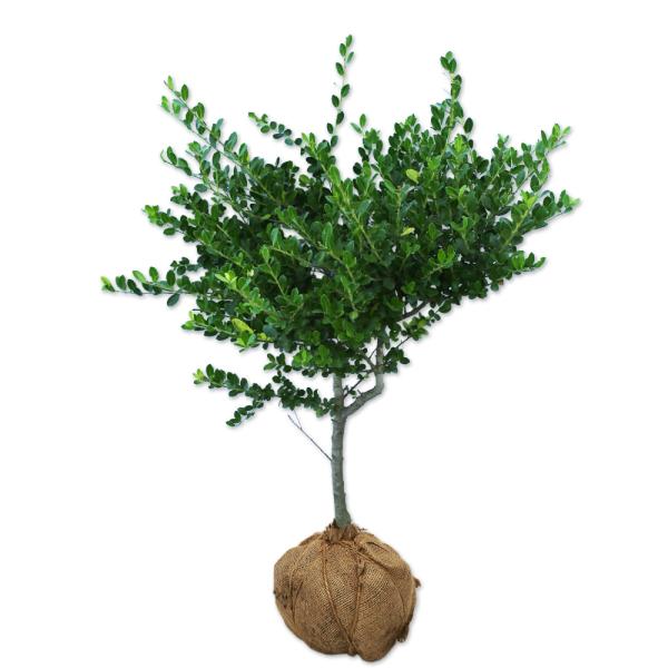 【イヌツゲ】（犬柘植） 読み：いぬつげ 学名:Ilex crenata モチノキ科モチノキ属 常緑高木 別名：ヤマツゲ、ニセツゲ  【名前の由来】 ツゲに似るが、材質が劣るという意味から。  【商品情報】 イヌツゲは昔から庭木に使われていた...