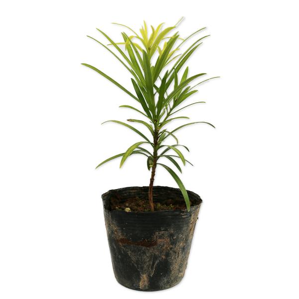 【イヌマキ】（犬槇） 読み：いぬまき 学名：Podocarpus macrophyllus マキ科マキ属 常緑高木 別名：クサマキ  【名前の由来】 ホンマキより材が劣ることから。  【商品情報】 イヌマキは昔から生垣に仕様される品種です。...