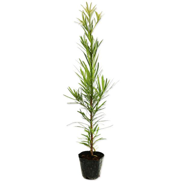 【イヌマキ】（犬槇） 読み：いぬまき 学名：Podocarpus macrophyllus マキ科マキ属 常緑高木 別名：クサマキ  【名前の由来】 ホンマキより材が劣ることから。  【商品情報】 イヌマキは昔から生垣に仕様される品種です。...