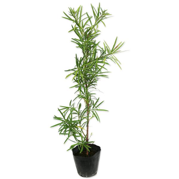 【イヌマキ】（犬槇） 読み：いぬまき 学名：Podocarpus macrophyllus マキ科マキ属 常緑高木 別名：クサマキ  【名前の由来】 ホンマキより材が劣ることから。  【商品情報】 イヌマキは昔から生垣に仕様される品種です。...