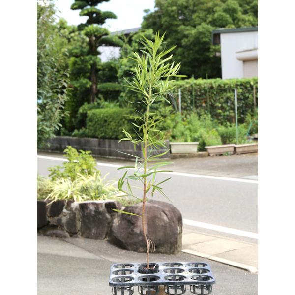 【イヌマキ】（犬槇） 読み：いぬまき 学名：Podocarpus macrophyllus マキ科マキ属 常緑高木 別名：クサマキ  【名前の由来】 ホンマキより材が劣ることから。  【商品情報】 イヌマキは昔から生垣に仕様される品種です。...