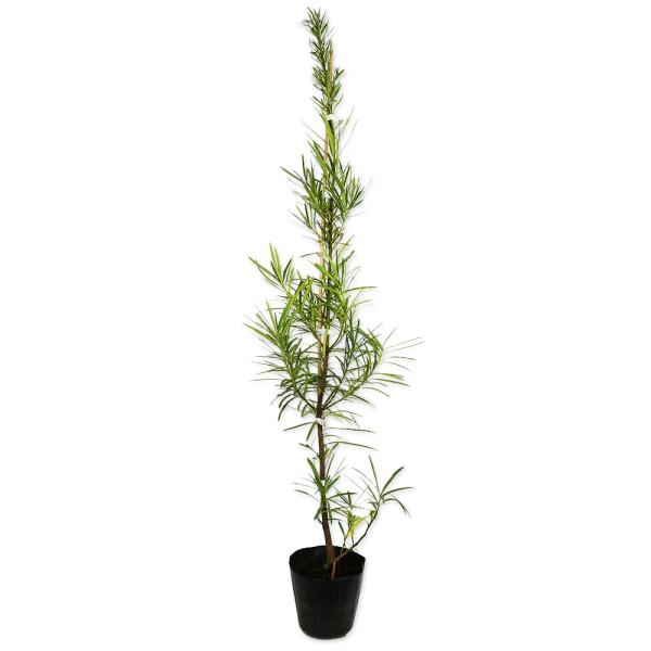 【イヌマキ】（犬槇） 読み：いぬまき 学名：Podocarpus macrophyllus マキ科マキ属 常緑高木 別名：クサマキ  【名前の由来】 ホンマキより材が劣ることから。  【商品情報】 イヌマキは昔から生垣に仕様される品種です。...