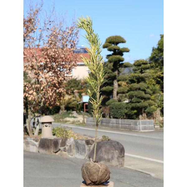 【イヌマキ】（犬槇） 読み：いぬまき 学名：Podocarpus macrophyllus マキ科マキ属 常緑高木 別名：クサマキ  【名前の由来】 ホンマキより材が劣ることから。  【商品情報】 イヌマキは昔から生垣に仕様される品種です。...